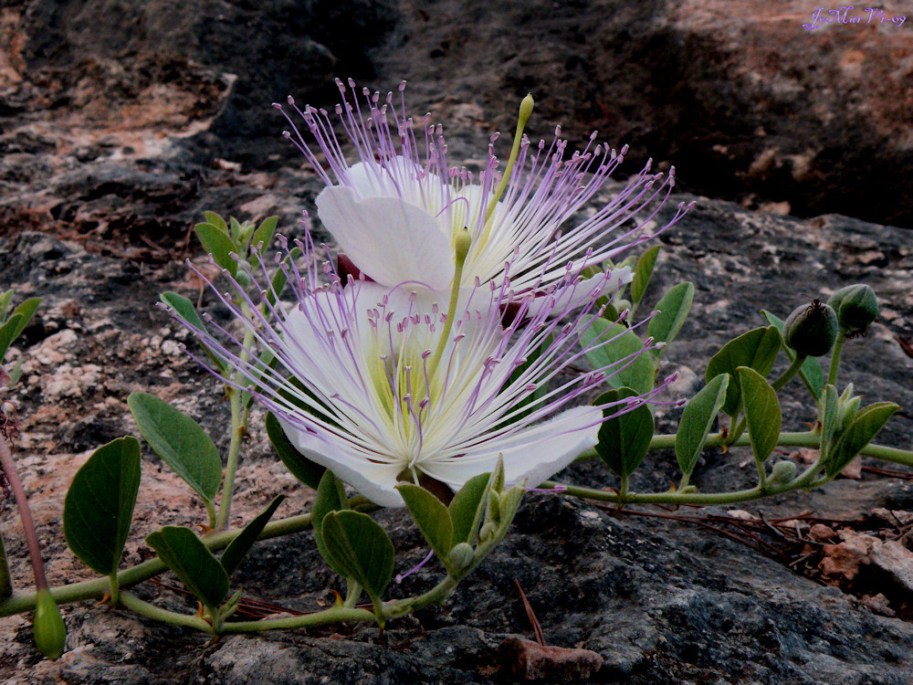 La Alcaparra, Cappari Spinosa Imagen & Foto | plantas, naturaleza Fotos ...
