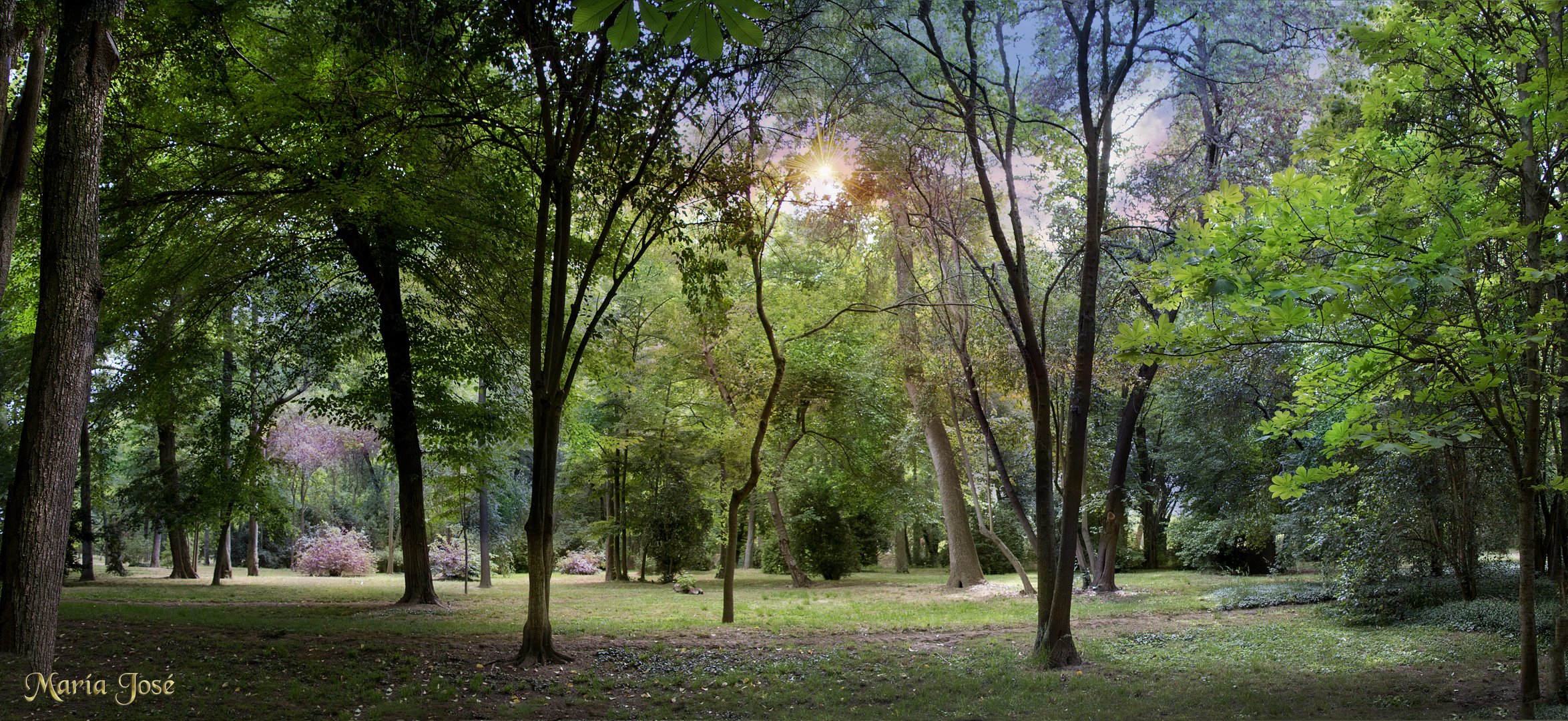 La Arboleda Imagen & Foto | naturaleza Fotos de fotocommunity