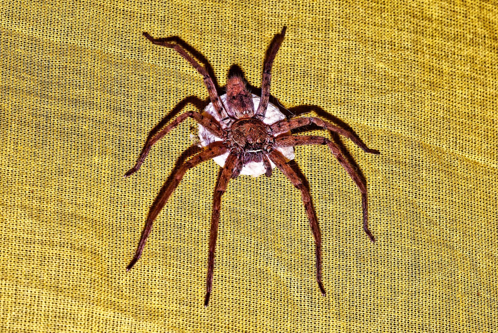 la babouc photo & image | animaux, nature, araignée images at photo ...