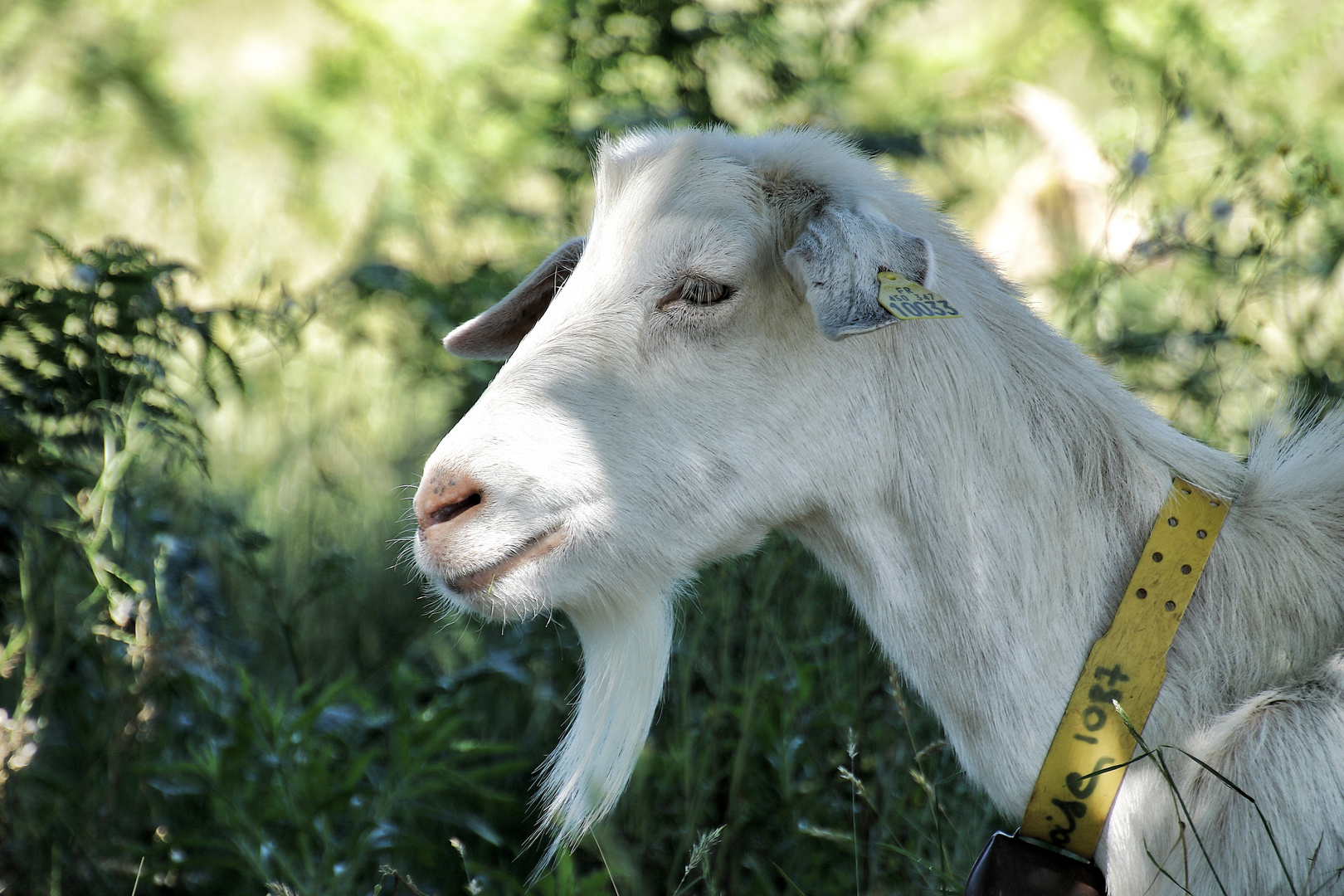 la barbichette ! photo et image | nature Images fotocommunity