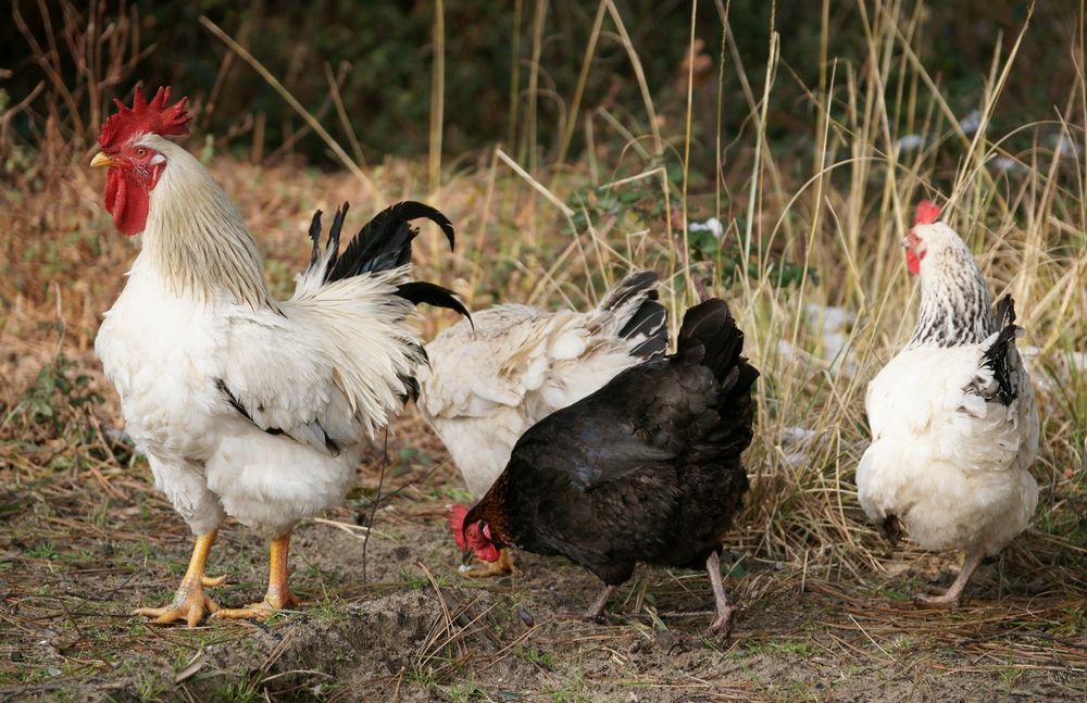 la basse cour en liberté .... photo et image | animaux, animaux ...
