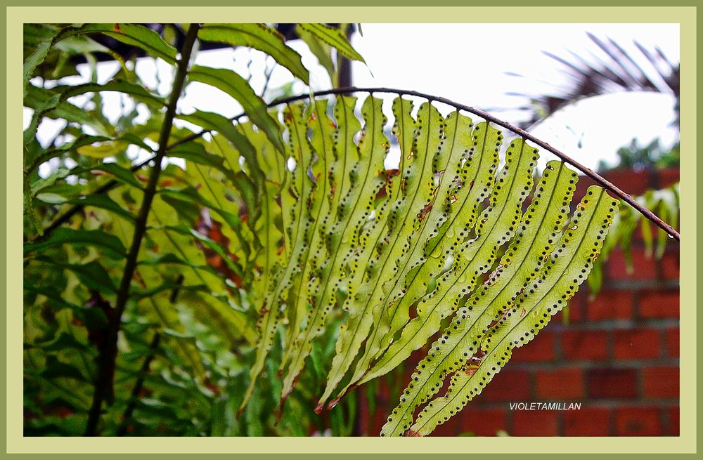 LA BELLEZA DE LAS HOJAS Imagen & Foto | naturaleza diversa , violeta ...