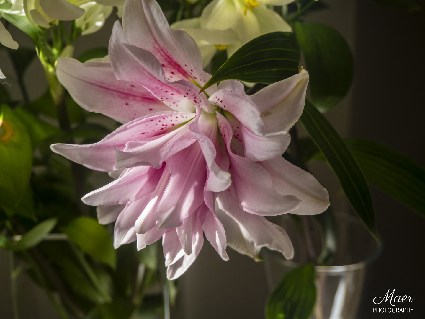 La belleza de un lirio rosa. Imagen & Foto | motivos, flores y plantas ...