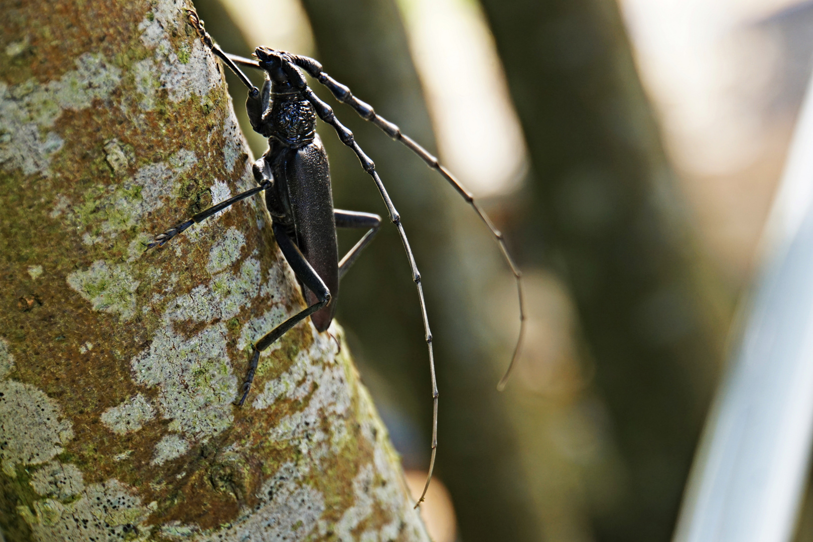 La "bestiole"..... photo et image | macro nature, macro insectes ...