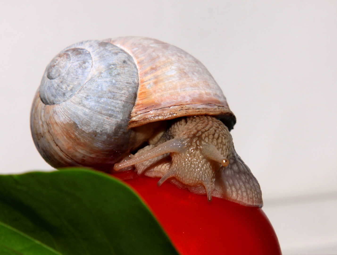 la bete a corne photo et image | macro nature, macro mollusques, macro ...