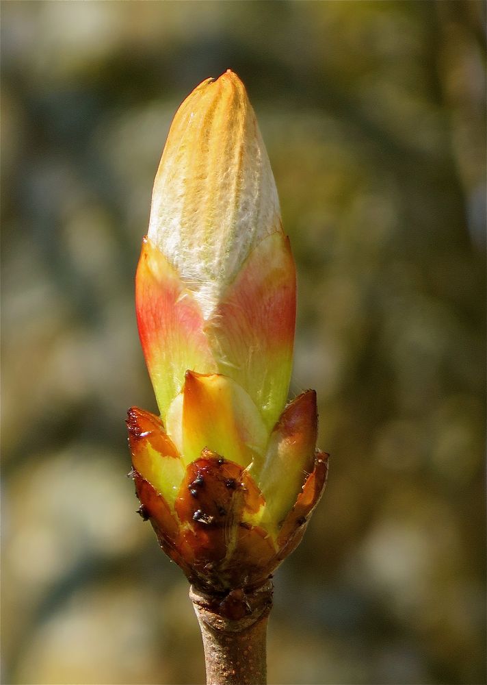 la bourgeon ... Foto & Bild | macro nature, dole-france, nature Bilder ...