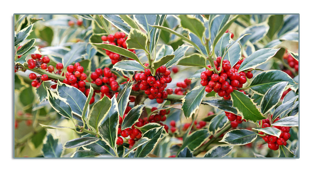 La branche de houx photo et image | arbres, chateaux , jardins , nature ...