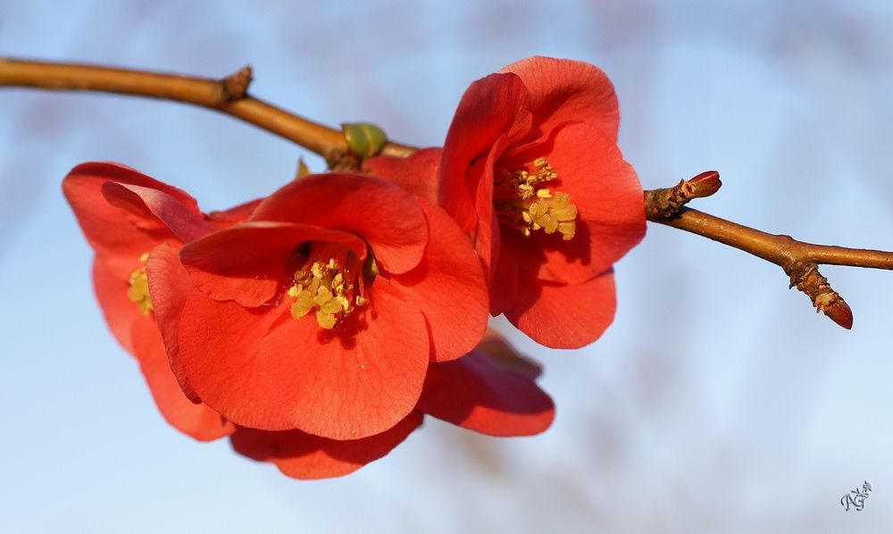 La branche fleurie ... photo et image | macro nature, macro fleurs ...