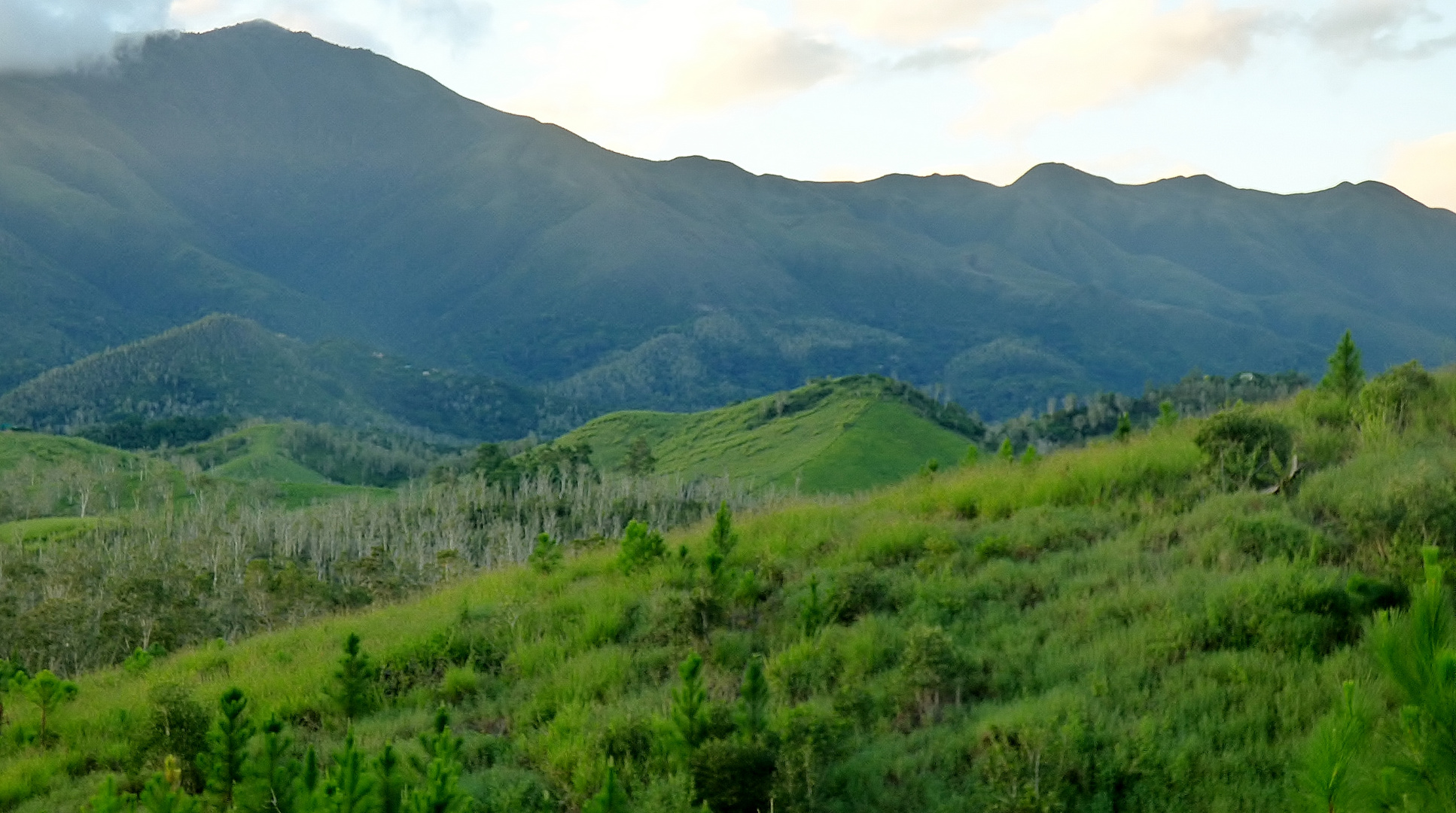 La brousse calédonienne photo et image | australia & oceania, oceania ...