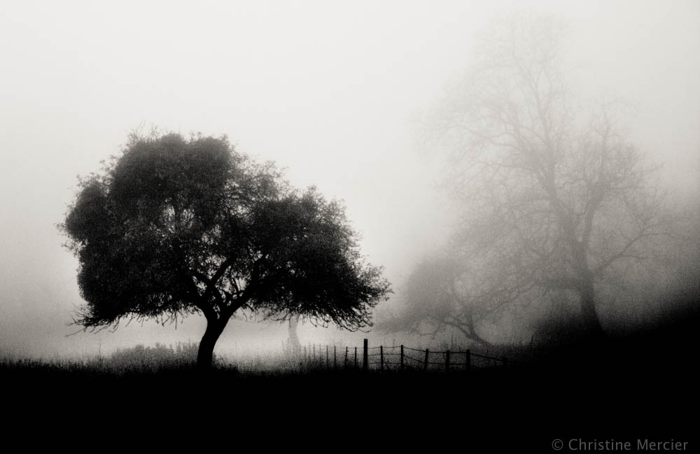 La brume photo et image | arbres, nature Images fotocommunity