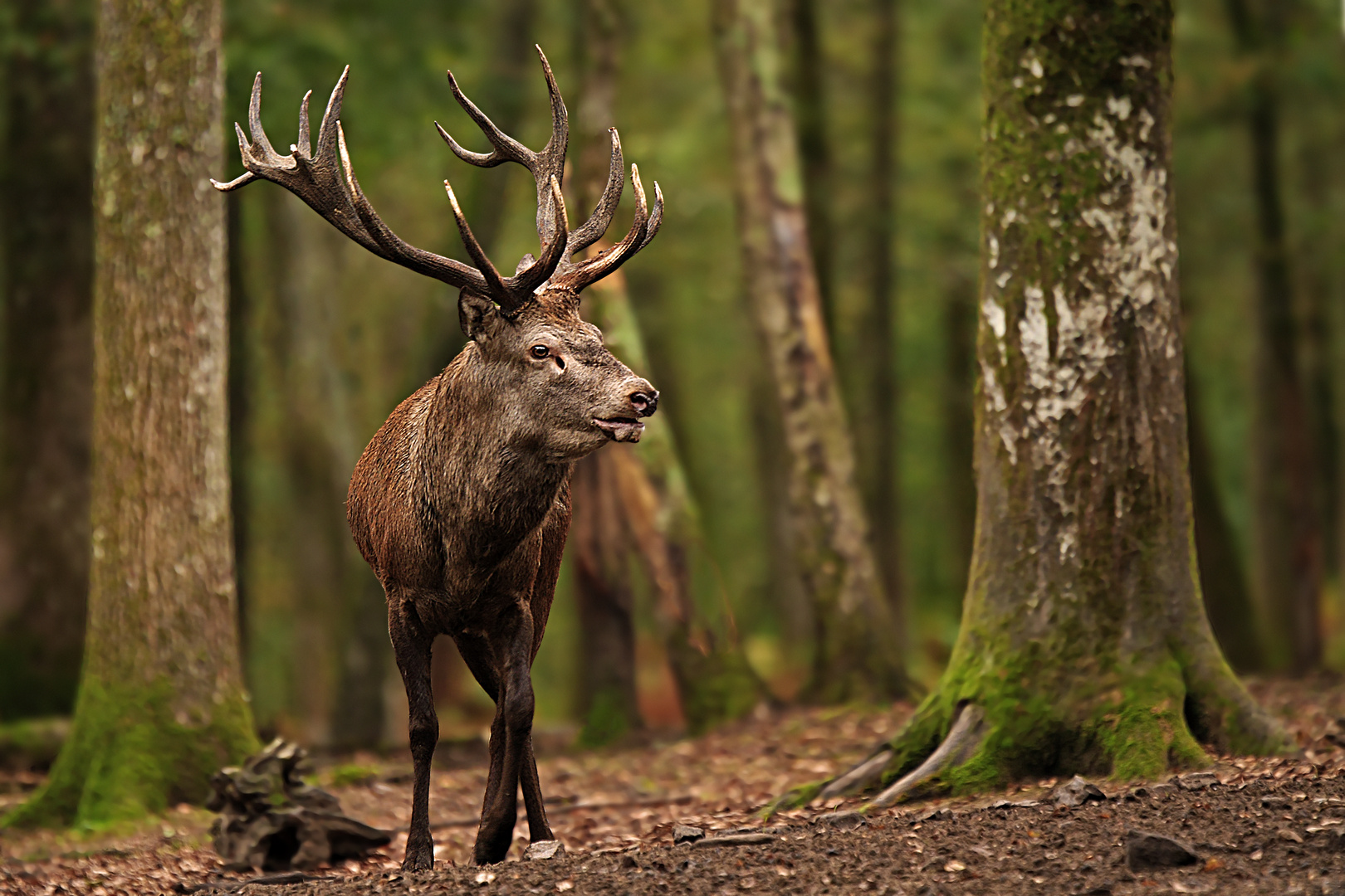 ...La bête... photo et image | nature, animaux, cervidés sauvages ...