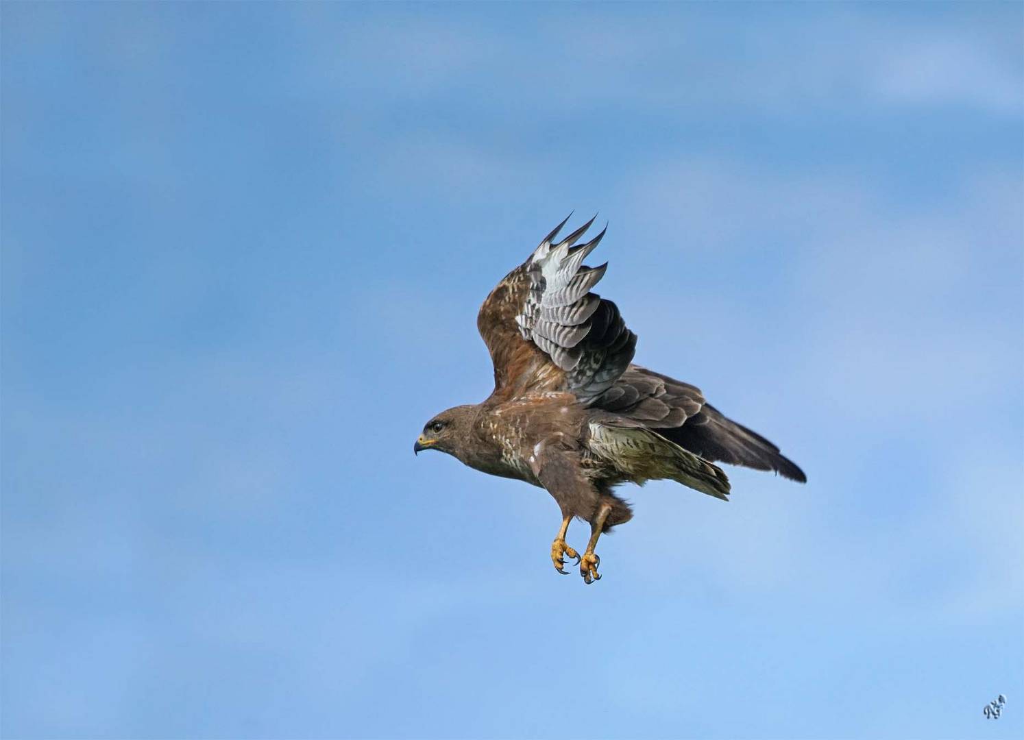 la buse variable ..... photo et image | nature, animaux, oiseaux Images ...