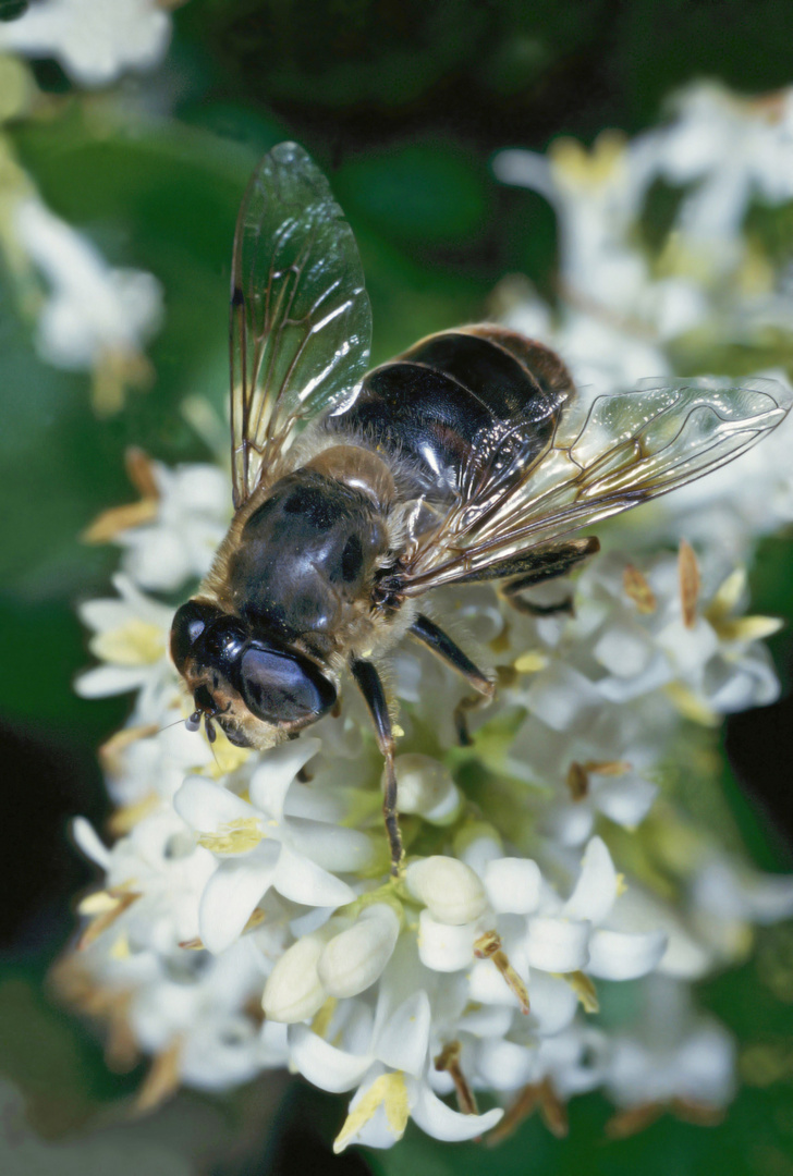 La butineuse photo et image | nature Images fotocommunity