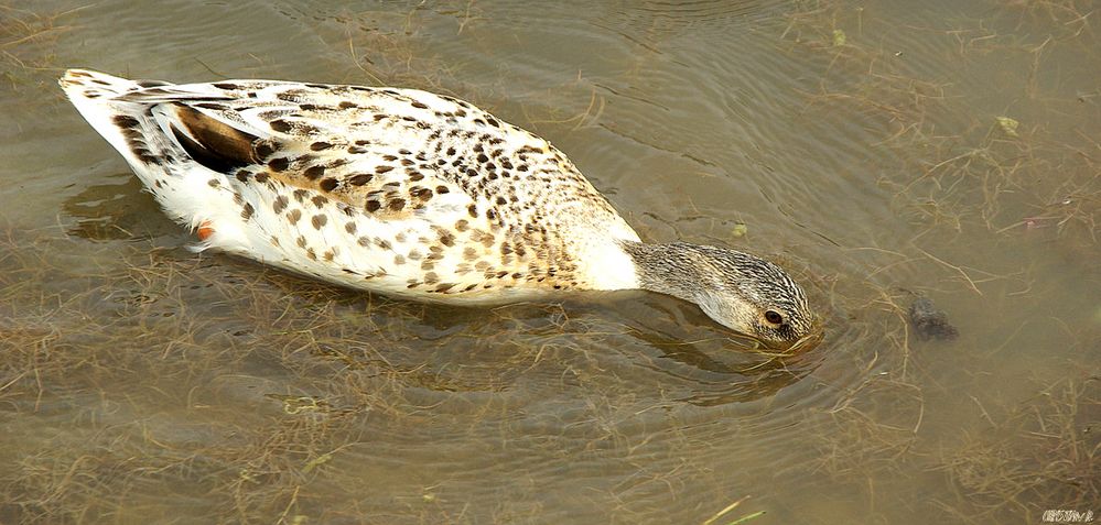 La cane déjeûne... photo et image | nature, animaux, sauvages Images ...