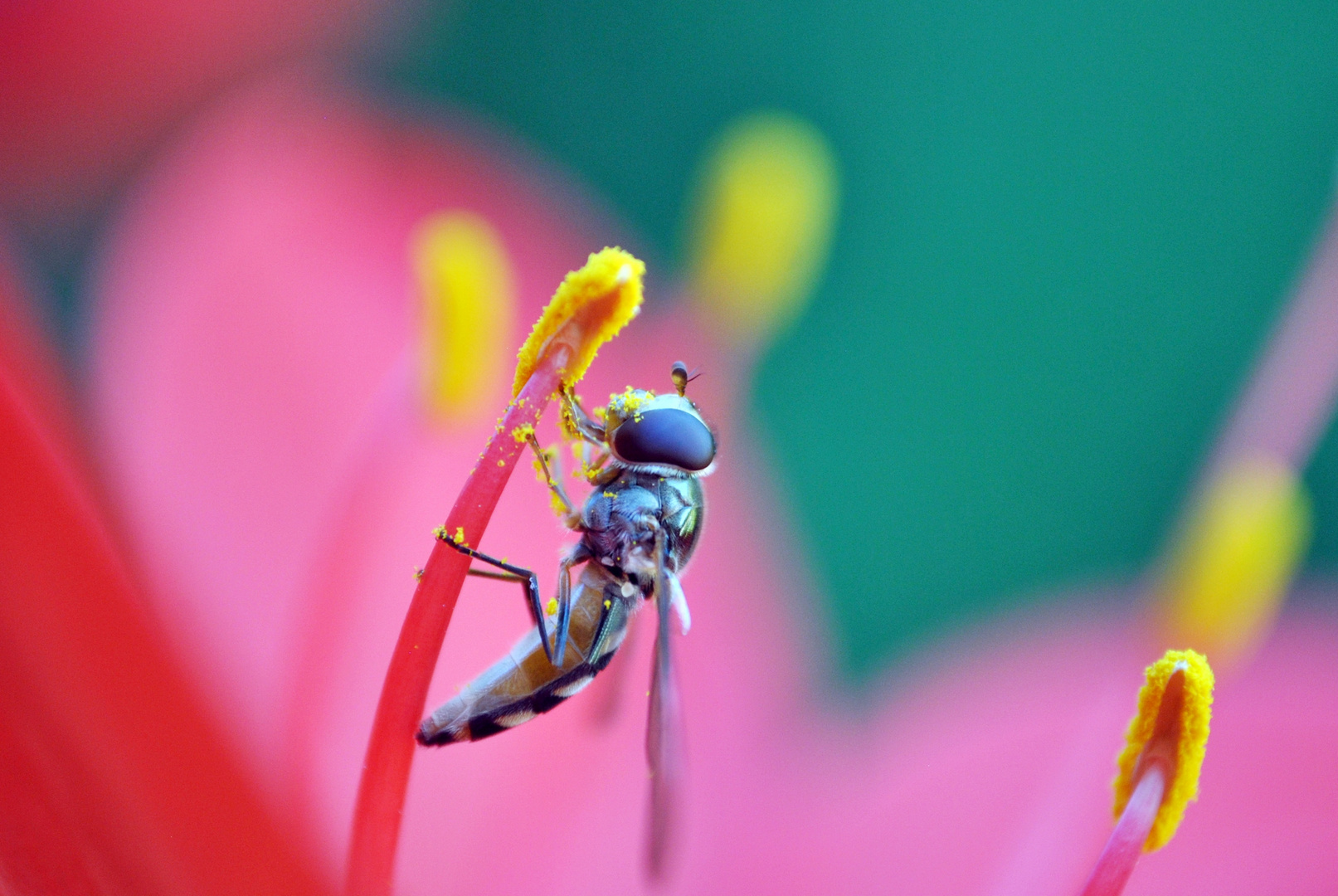 La caprichosa Imagen & Foto | archiv, a r c h i v aktuell, calendario ...