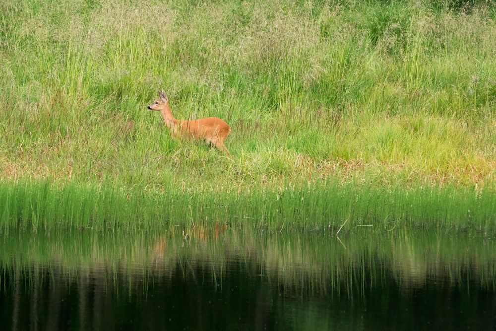 La capriola dello stagno. Foto % Immagini| animali, mammiferi allo ...