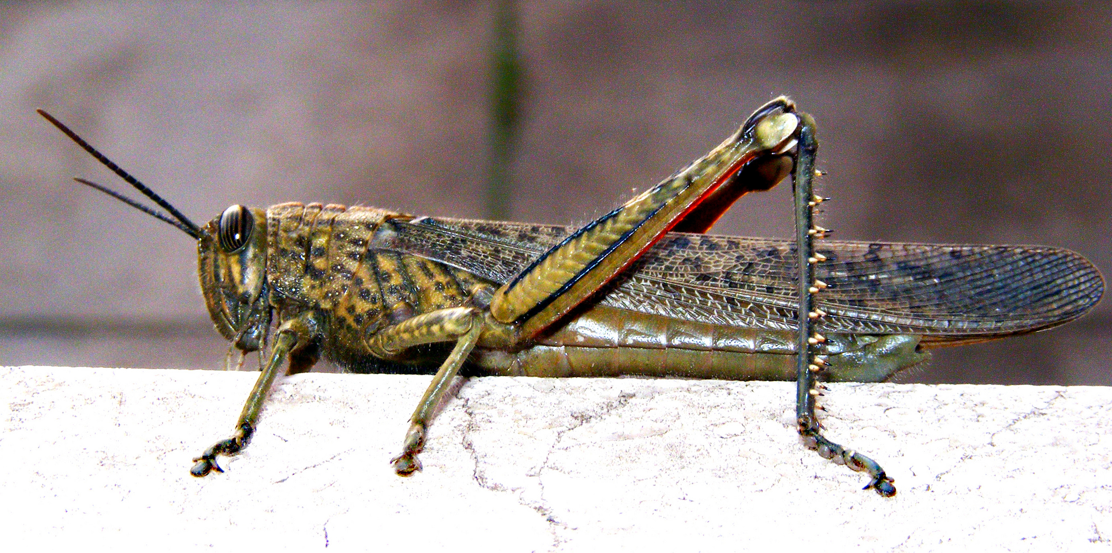 La cavalletta Foto % Immagini| macro e close up, macro di insetti ...