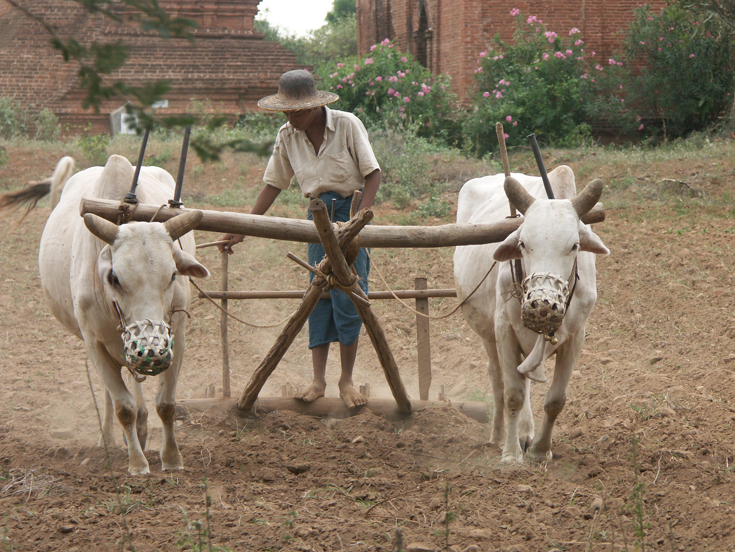 la charrue n'est pas avant les boeufs photo et image | paysages, nature ...