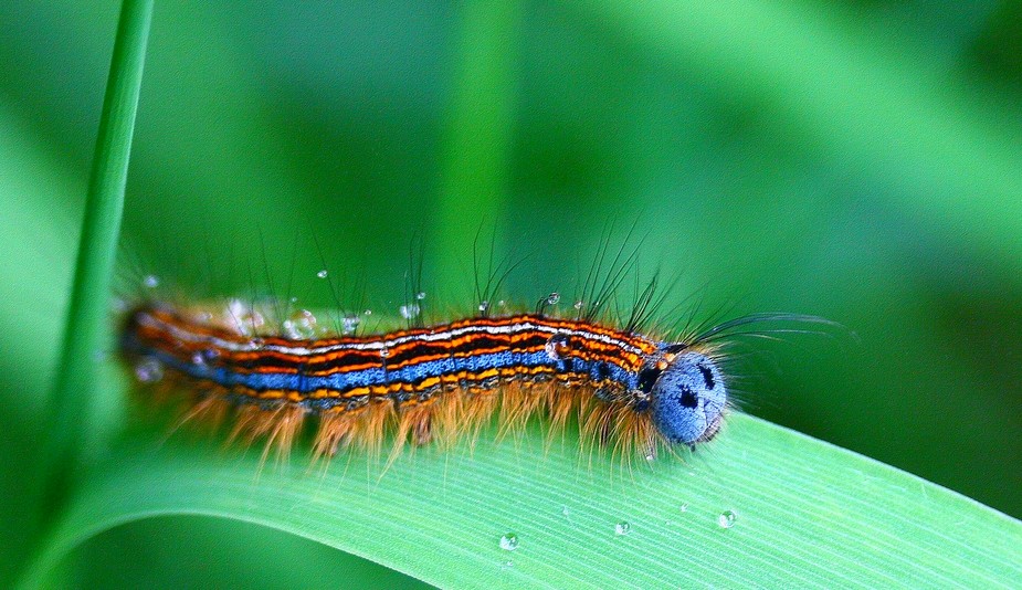 la chenille du bombyx photo et image | macro nature, macro insectes ...