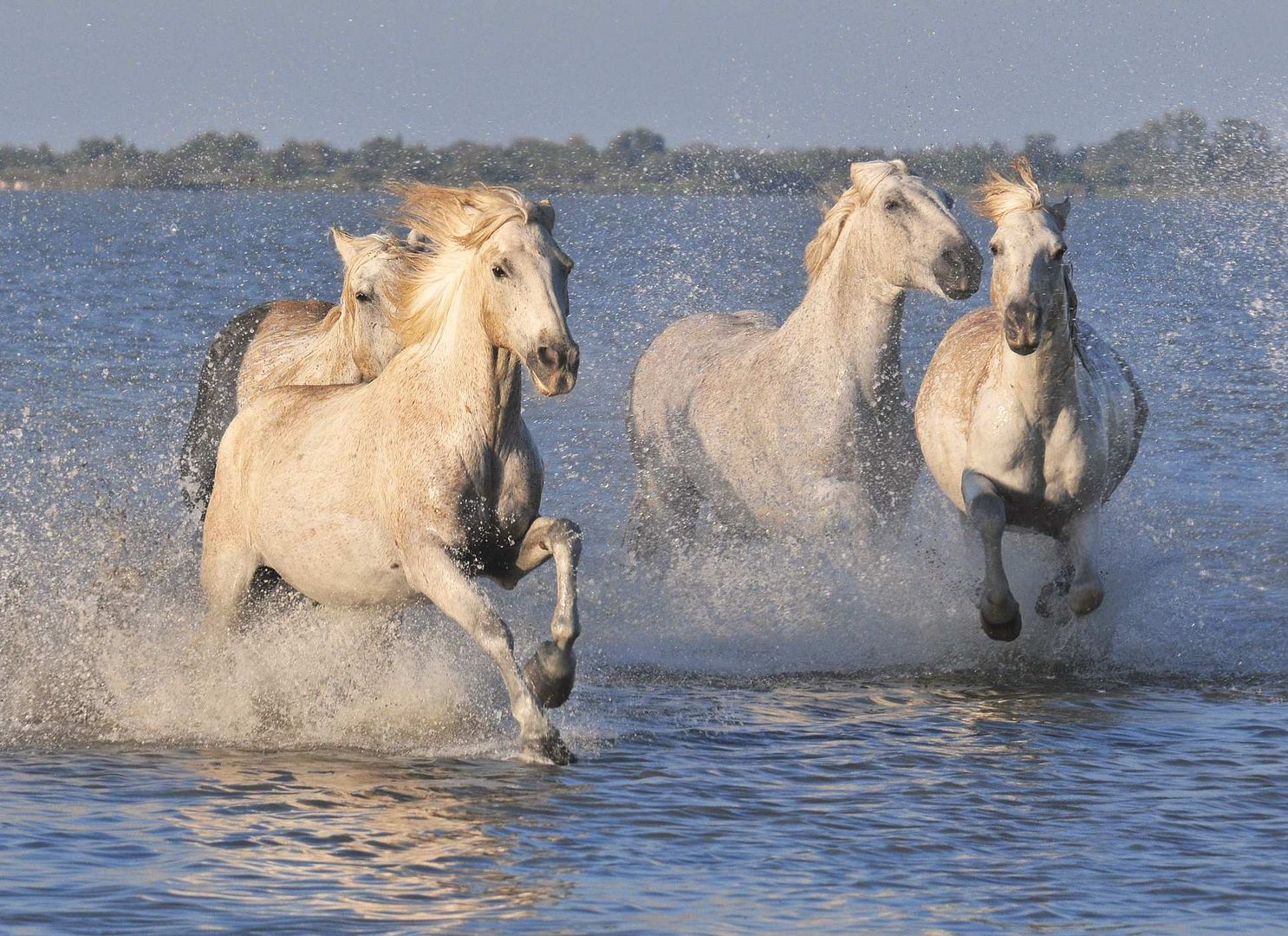 La chevauchée sauvage ! photo et image | nature, animals, sauvages ...