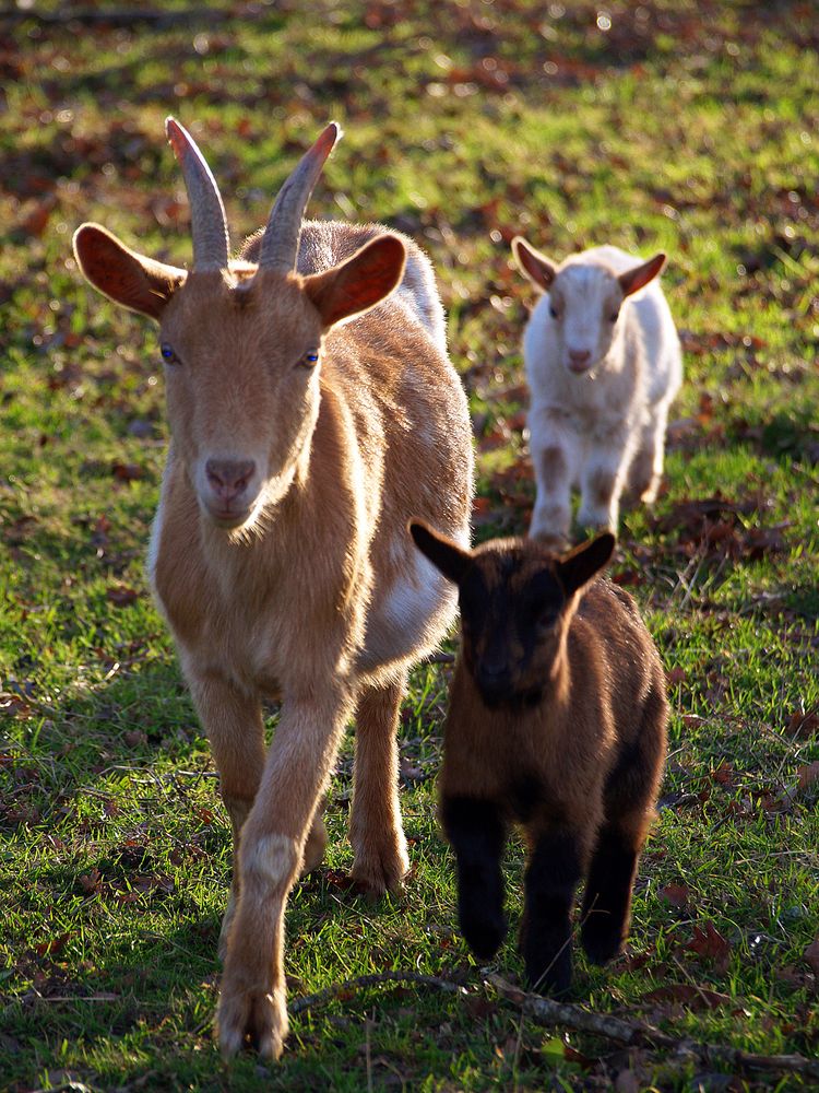La chèvre et les chevreaux - Ziege mit Kitzchen photo et image ...