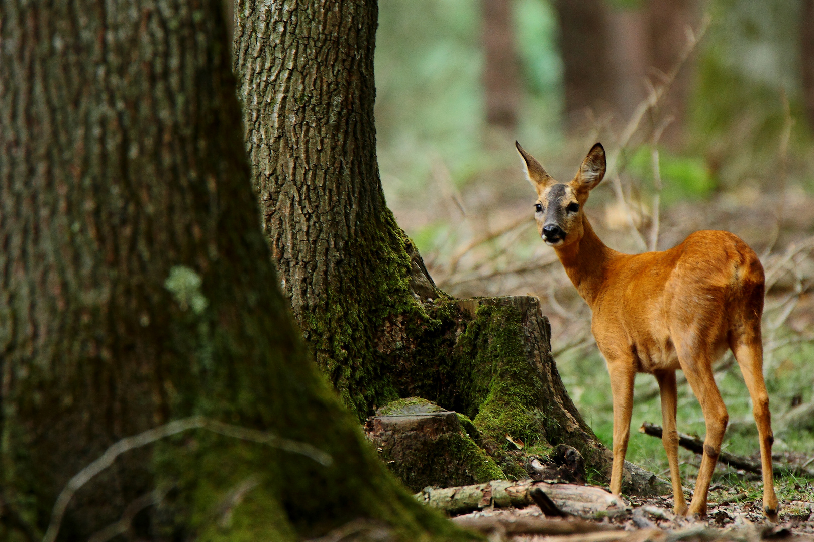 la chevrette photo et image | nature, animaux, cervidés Images ...