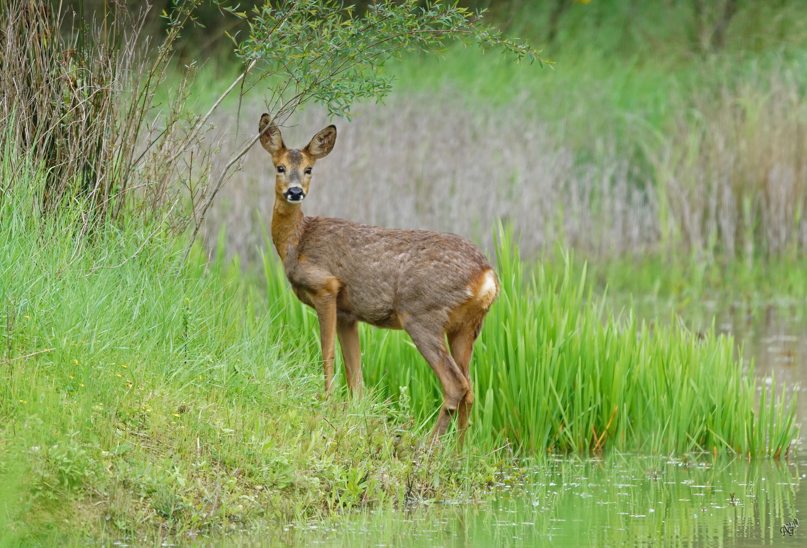 La chevrette.... photo et image | nature, animaux, oiseaux Images ...