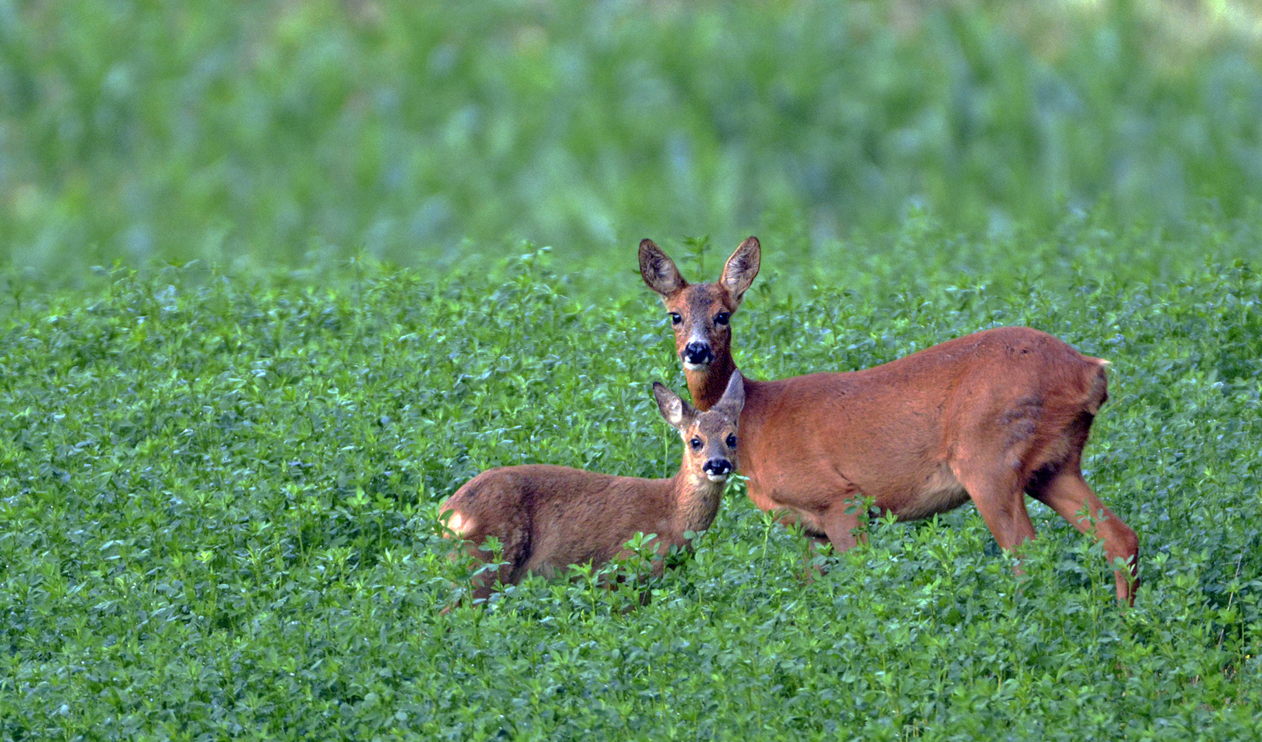 La chevrette et son faon. photo et image | nature, animaux, cervidés ...