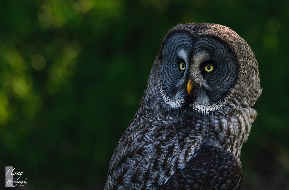 La Chouette est chouette photo et image | animals, wildlife, birds ...