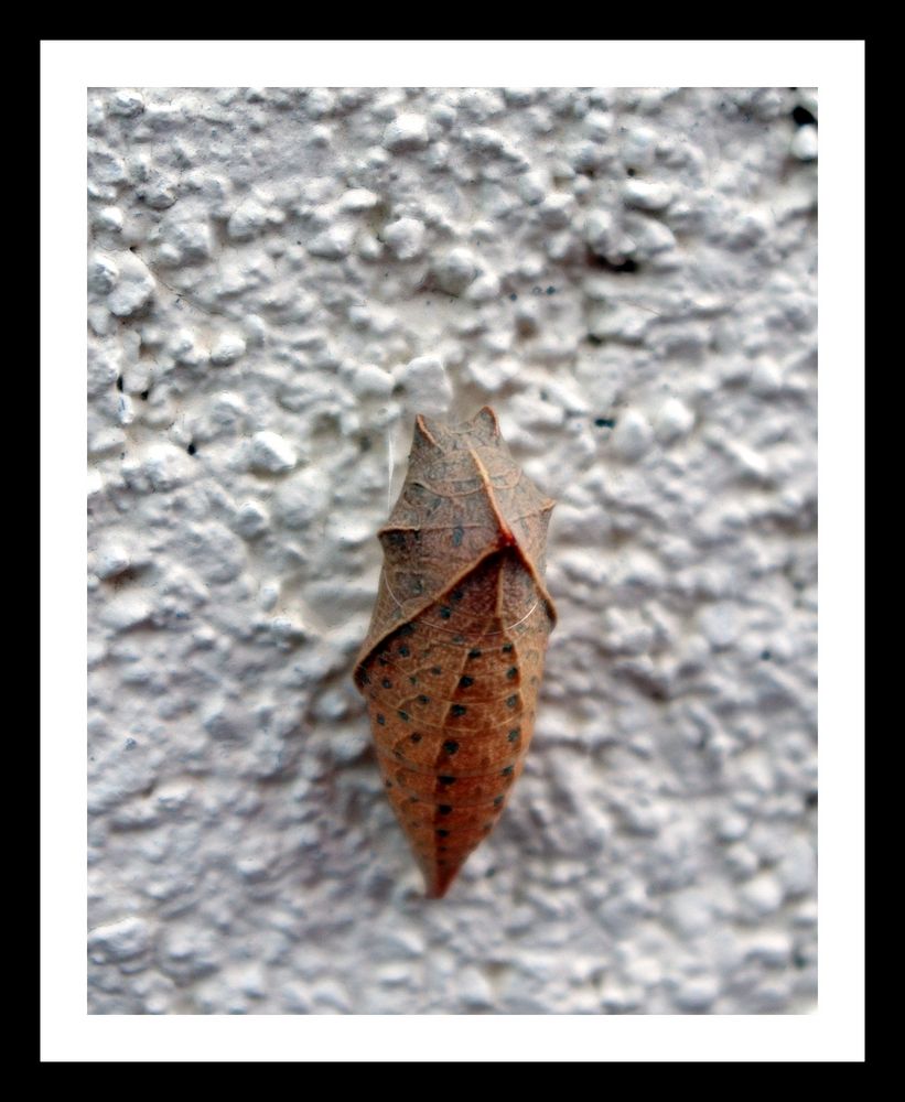 La chrysalide ... photo et image | animaux, animaux sauvages, nature ...