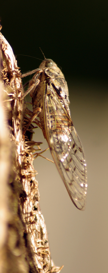 la cigale .... photo et image | france, nature, insectes Images ...