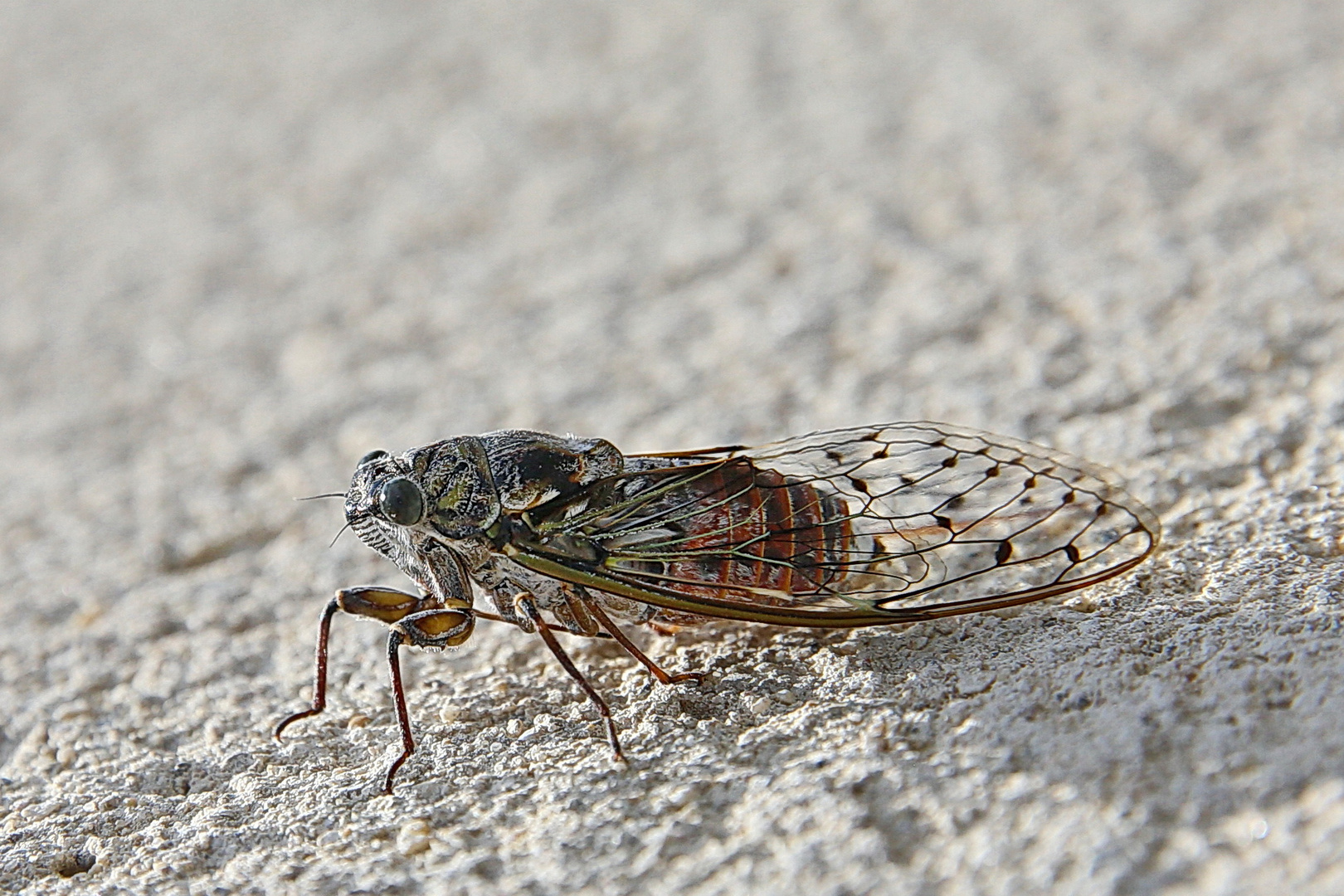 La cigale.... photo et image | nature, divers, la nature simplement ...