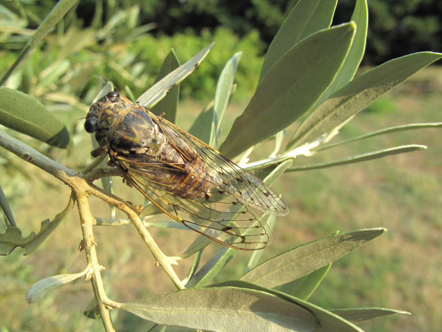 La Cigale et l'olivier photo et image | macro nature, macro insectes ...