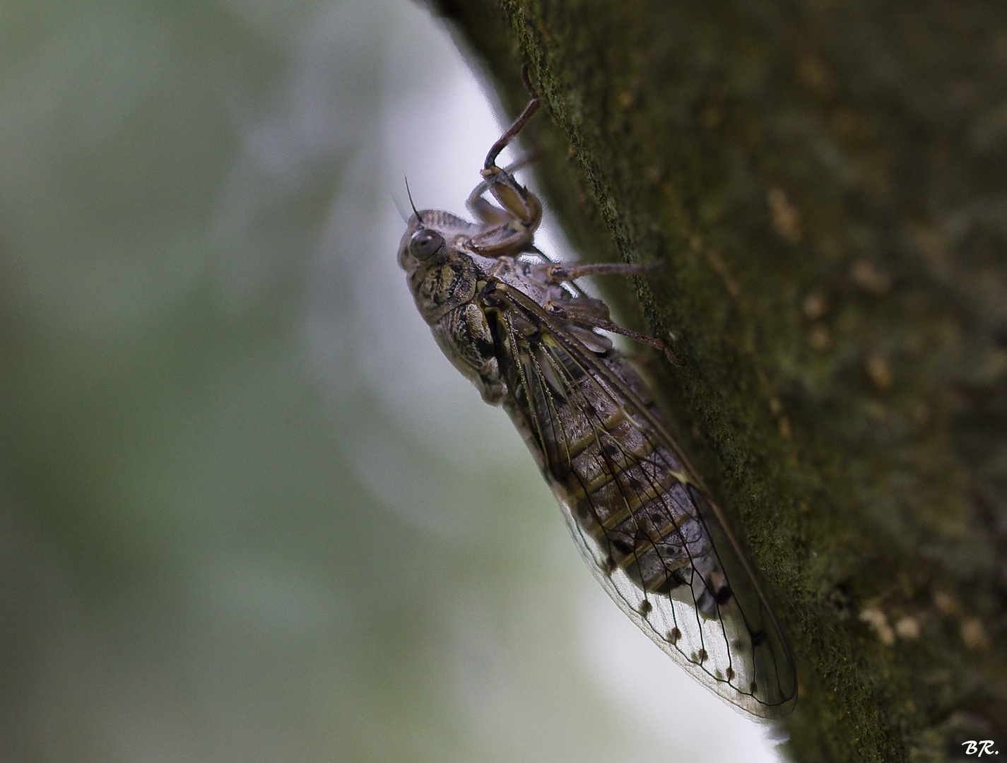 la cigale photo et image | macro nature, macro insectes, insectes ...