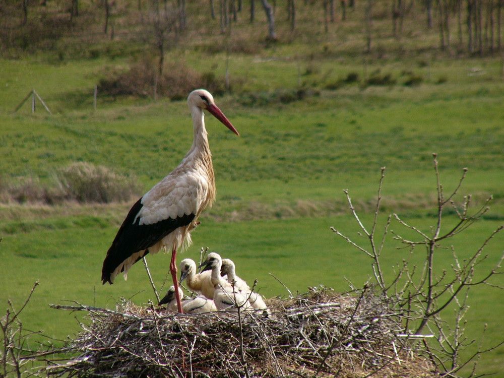 La cigüeña cuidando de sus cigüeñinos. Imagen & Foto | animales, aves ...