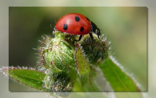 Coccinelles Images & Photos
