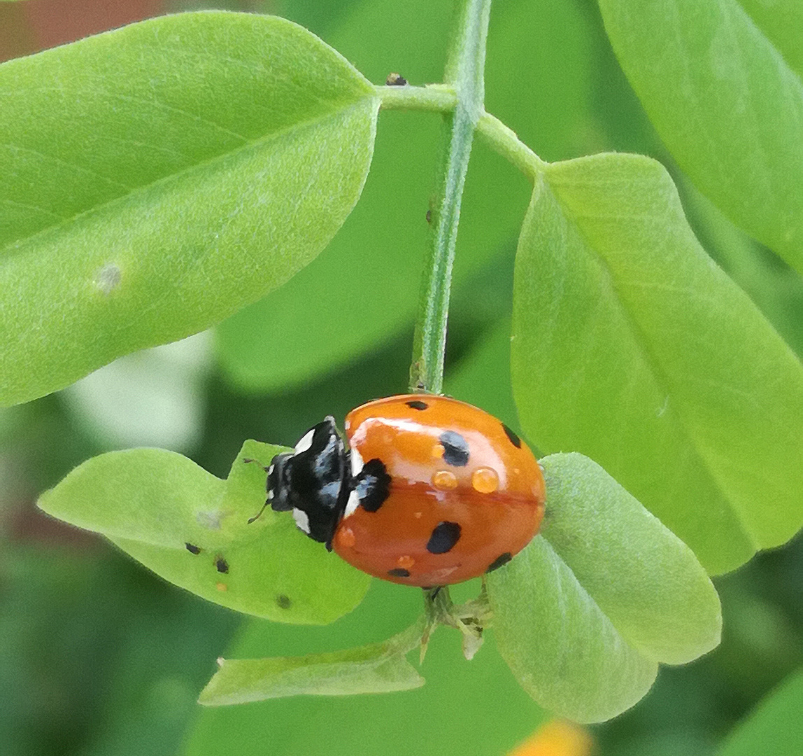 La coccinelle photo et image | animations photographiques, macro nature ...