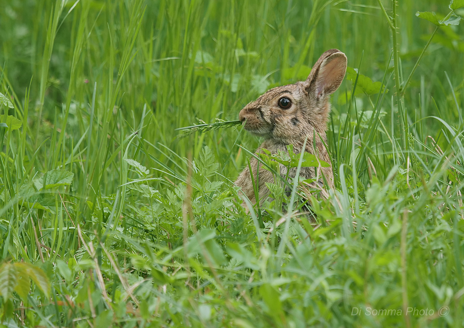 la colazione della Minilepre Foto % Immagini| animali, mammiferi allo ...