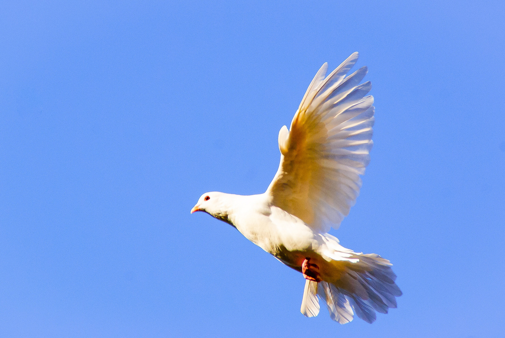 La colombe photo et image | europe, france, animaux Images fotocommunity