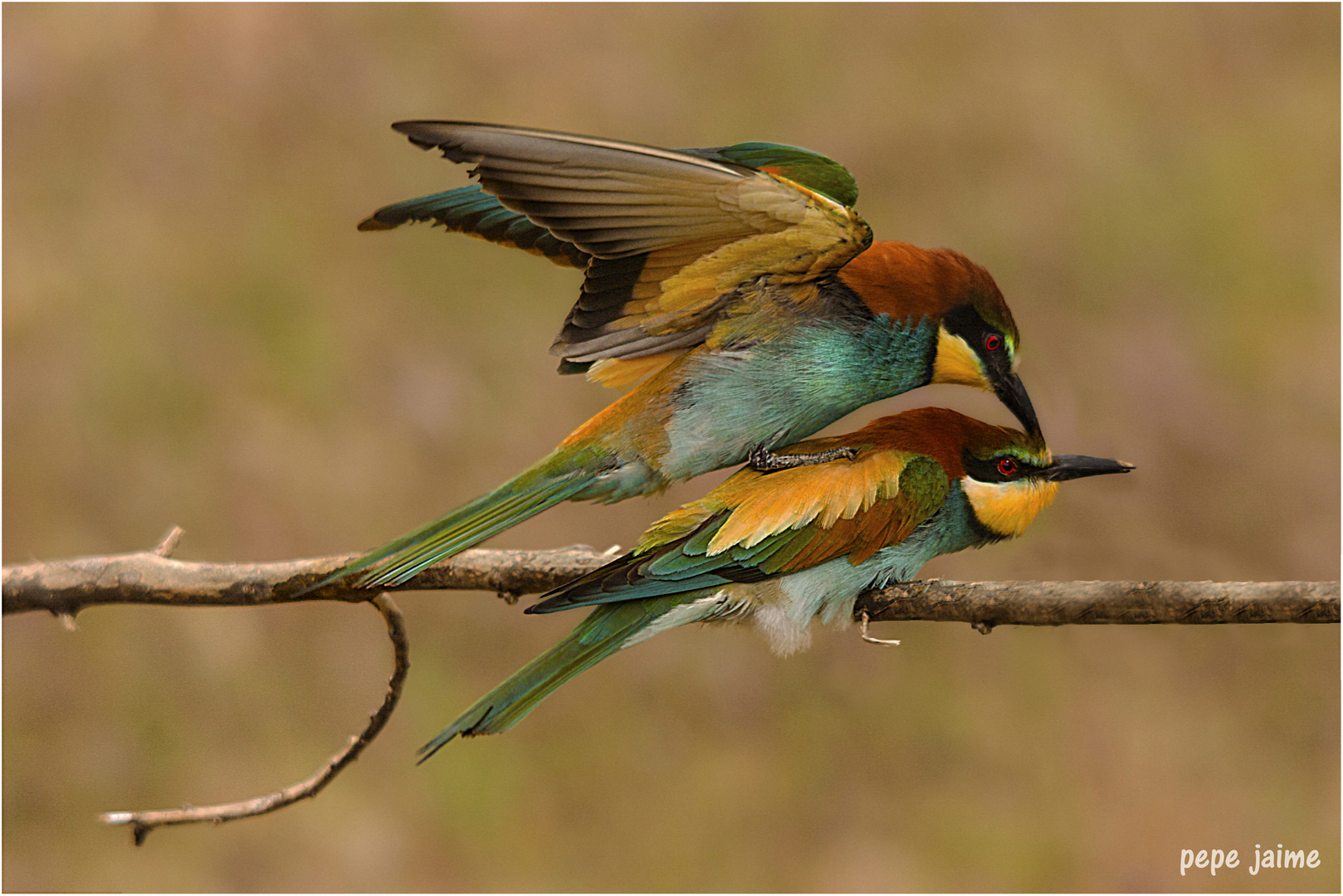 La cópula Imagen & Foto | animales, aves, estrellas Fotos de fotocommunity