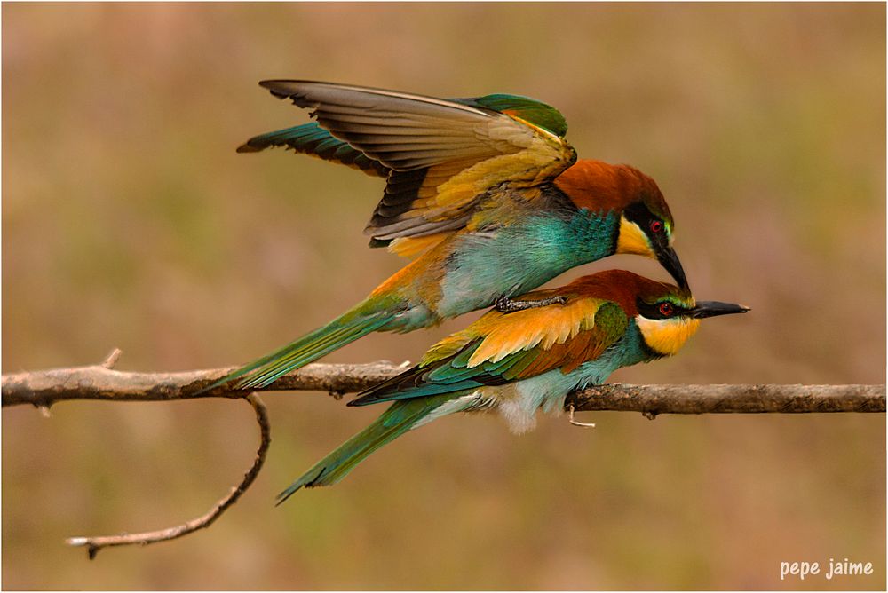 La cópula Imagen & Foto | animales, aves, estrellas Fotos de fotocommunity