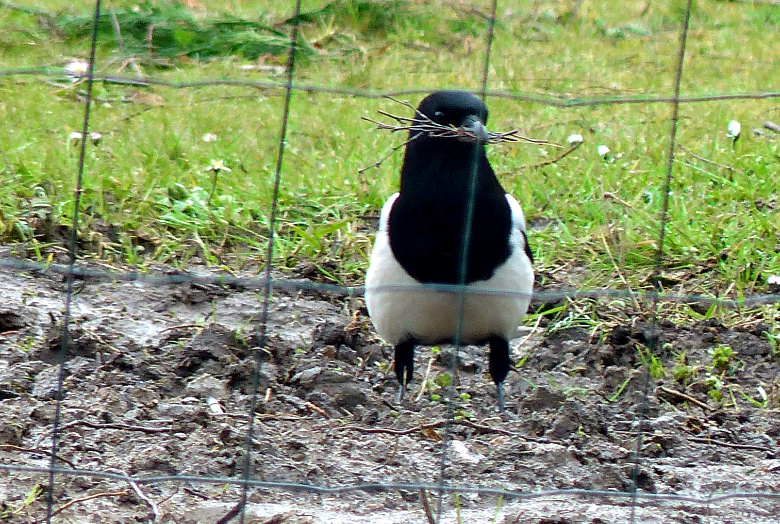 La Corvée de bois... photo et image | animaux, animaux sauvages ...
