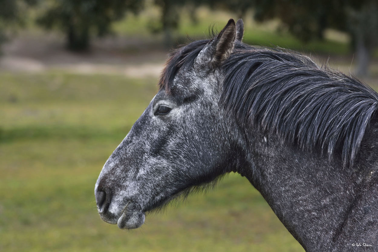 La crin Imagen & Foto | naturaleza y paisaje, fotos, city Fotos de ...