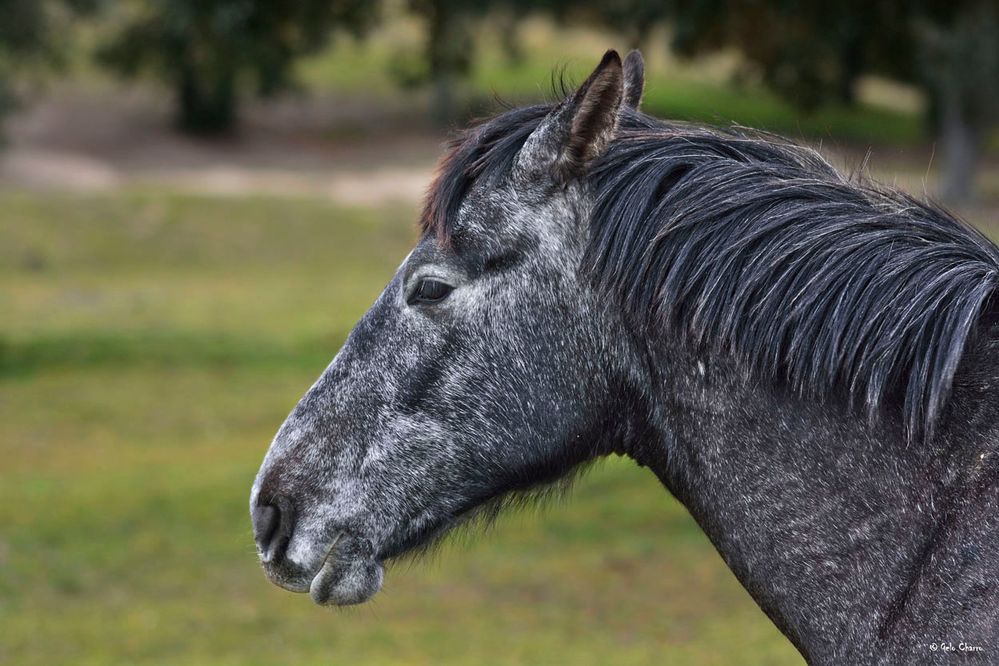 La crin Imagen & Foto | naturaleza y paisaje, fotos, city Fotos de ...