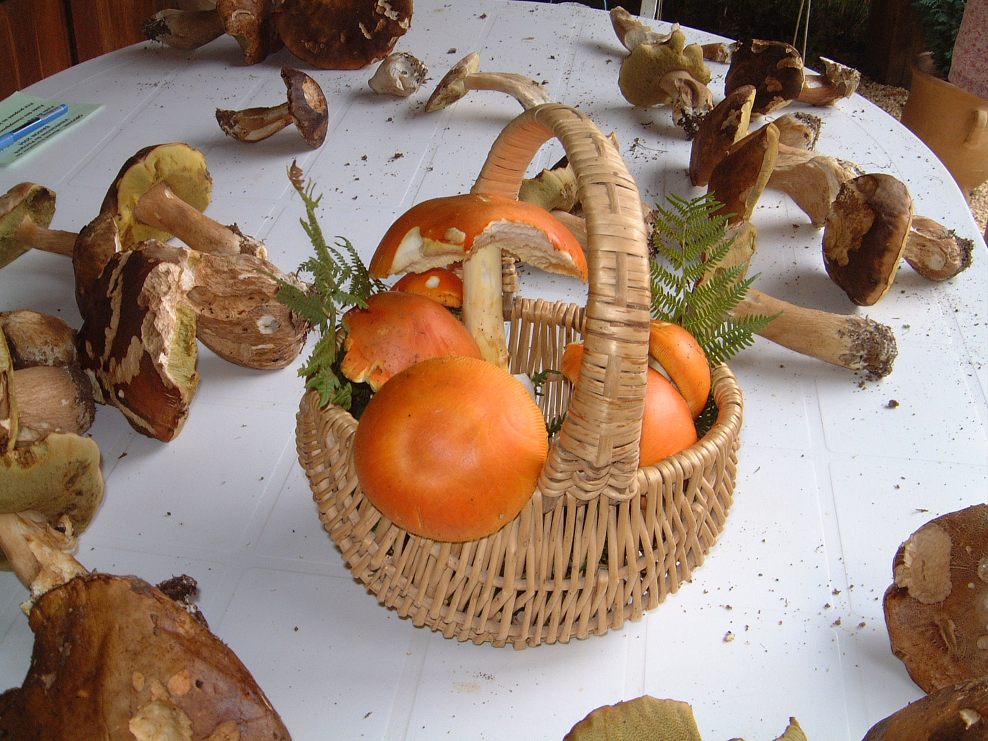 la cueillette photo et image | 14 - 08 - 2002, nature Images fotocommunity