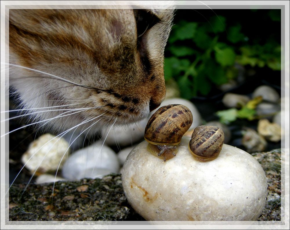 La découverte de Picorette photo et image | animaux, animaux ...