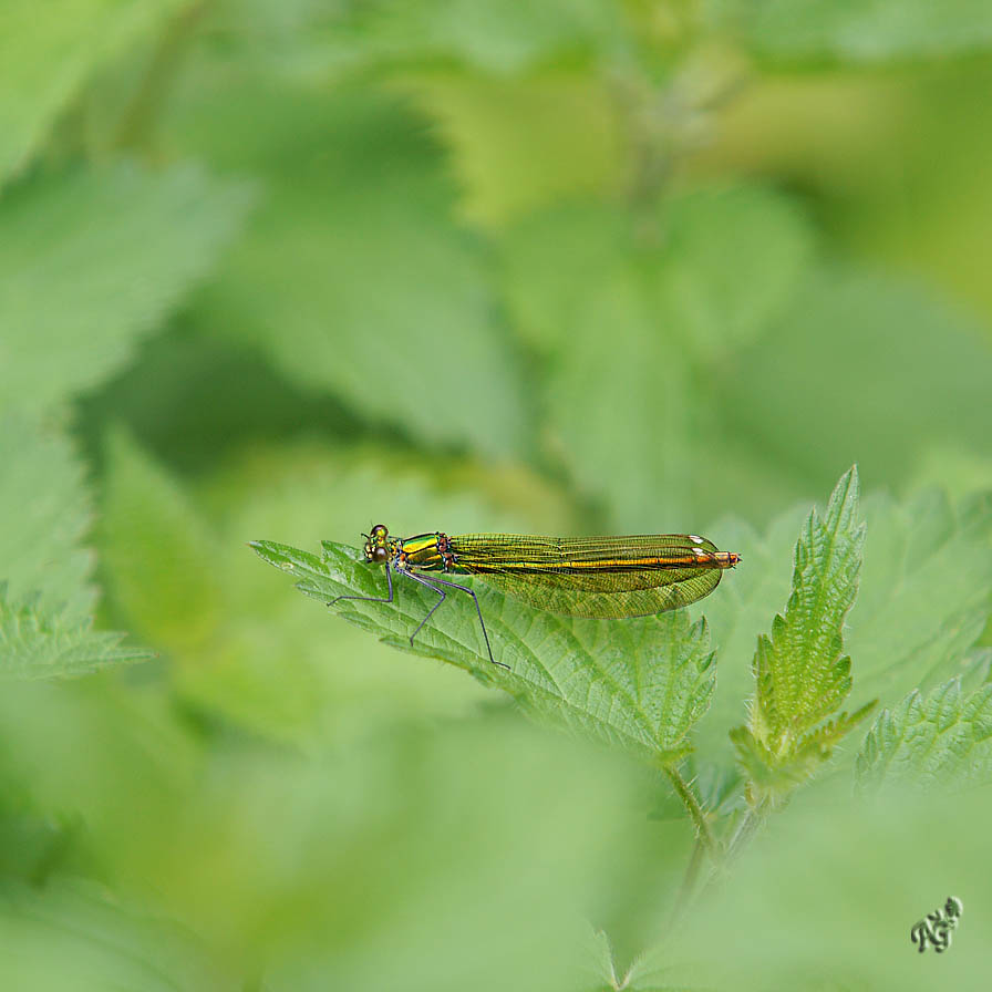 La demoiselle .... photo et image | nature, macro nature, insectes ...