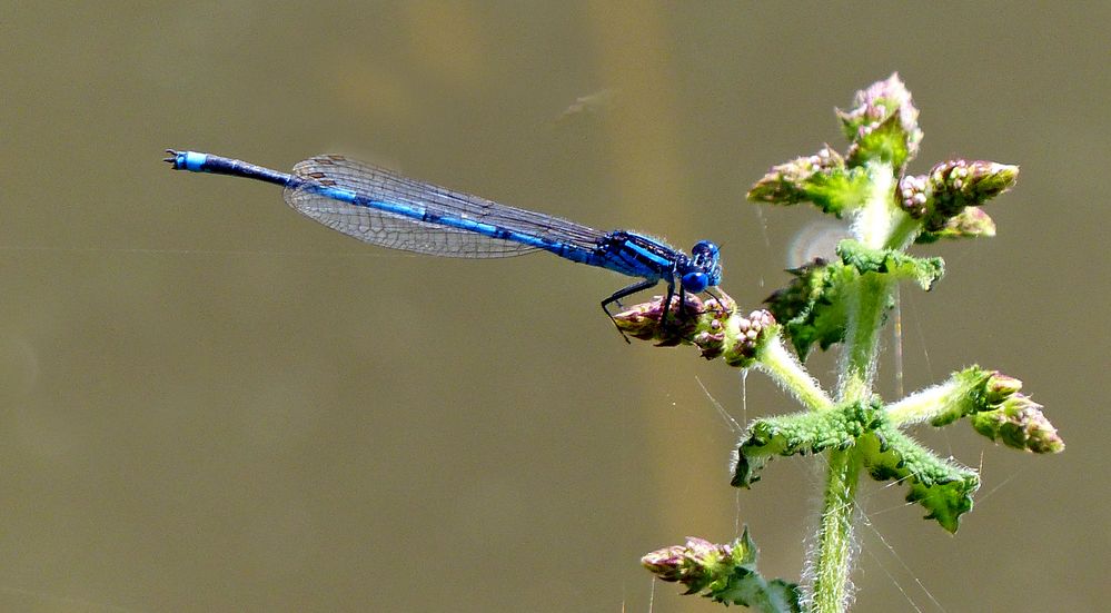 La demoiselle attend son prince charmant. photo et image | libellules ...