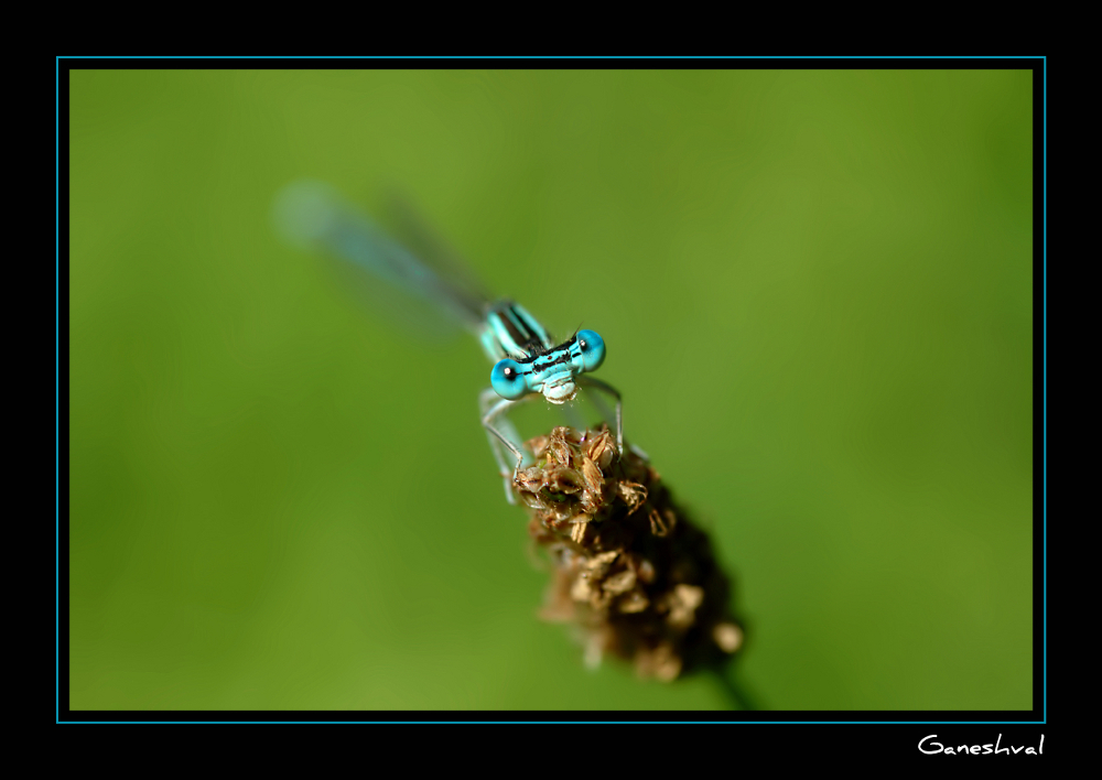 LA DEMOISELLE BLEUE photo et image | macro nature, macro insectes ...
