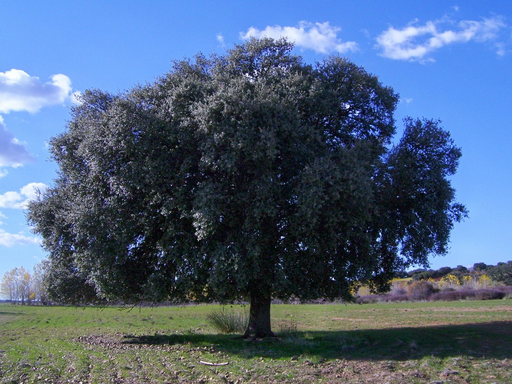 LA ENCINA CENTENARIA...FERNANDO LÓPEZ fOTOGRAFÍAS... Imagen & Foto ...